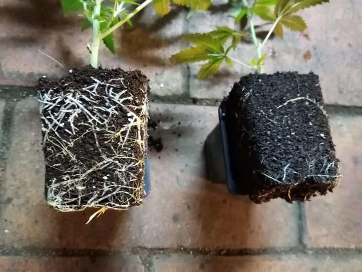 Product Mygal - home2